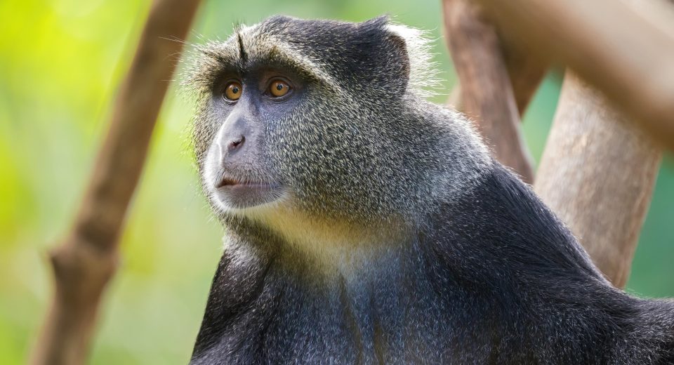 Monkey World Dorset - Best 11 Things to Do - London Business Mag