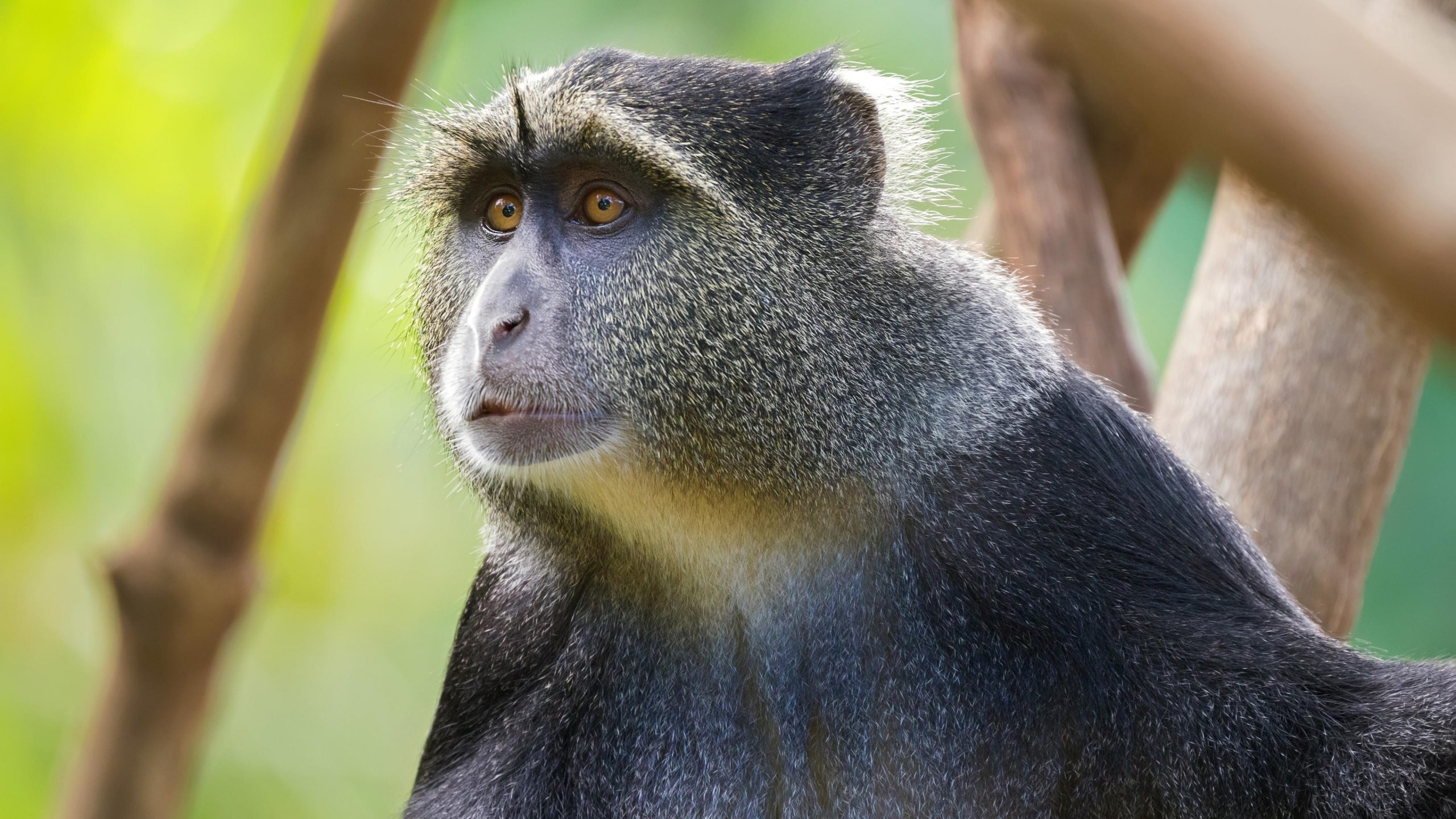 Monkey World Dorset - Best 11 Things to Do - London Business Mag
