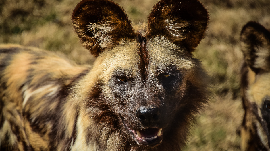 What Animals Are at London Zoo? - London Business Mag