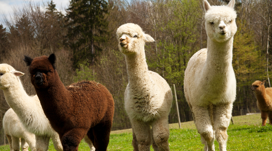 What Animals Are at London Zoo? - London Business Mag