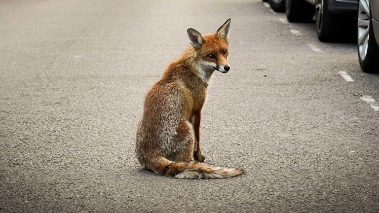Why Are There So Many Foxes in London? - London Business Mag