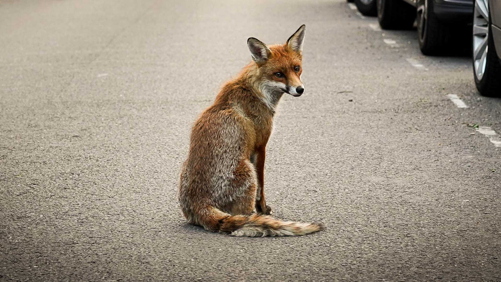 Why Are There So Many Foxes in London? - London Business Mag