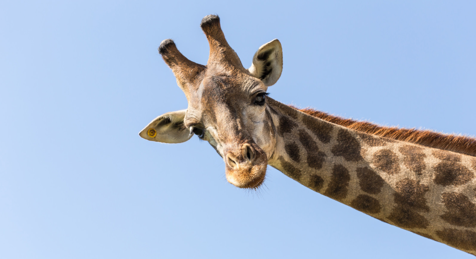 What Animals Are at London Zoo? - London Business Mag