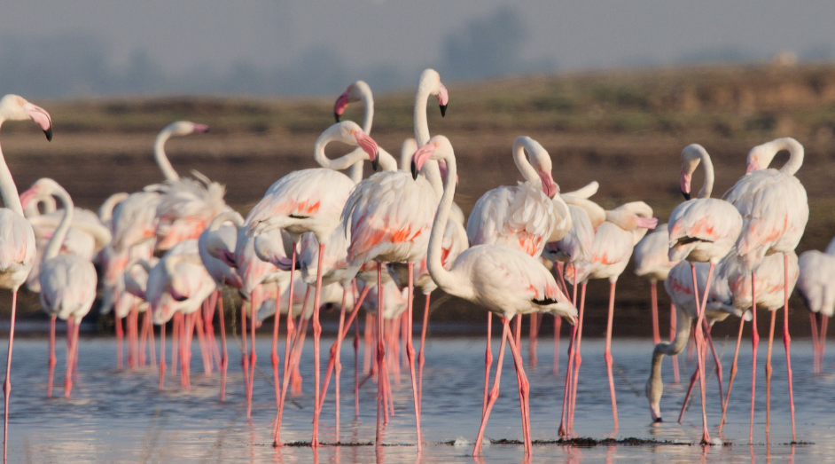 What Animals Are at London Zoo? - London Business Mag