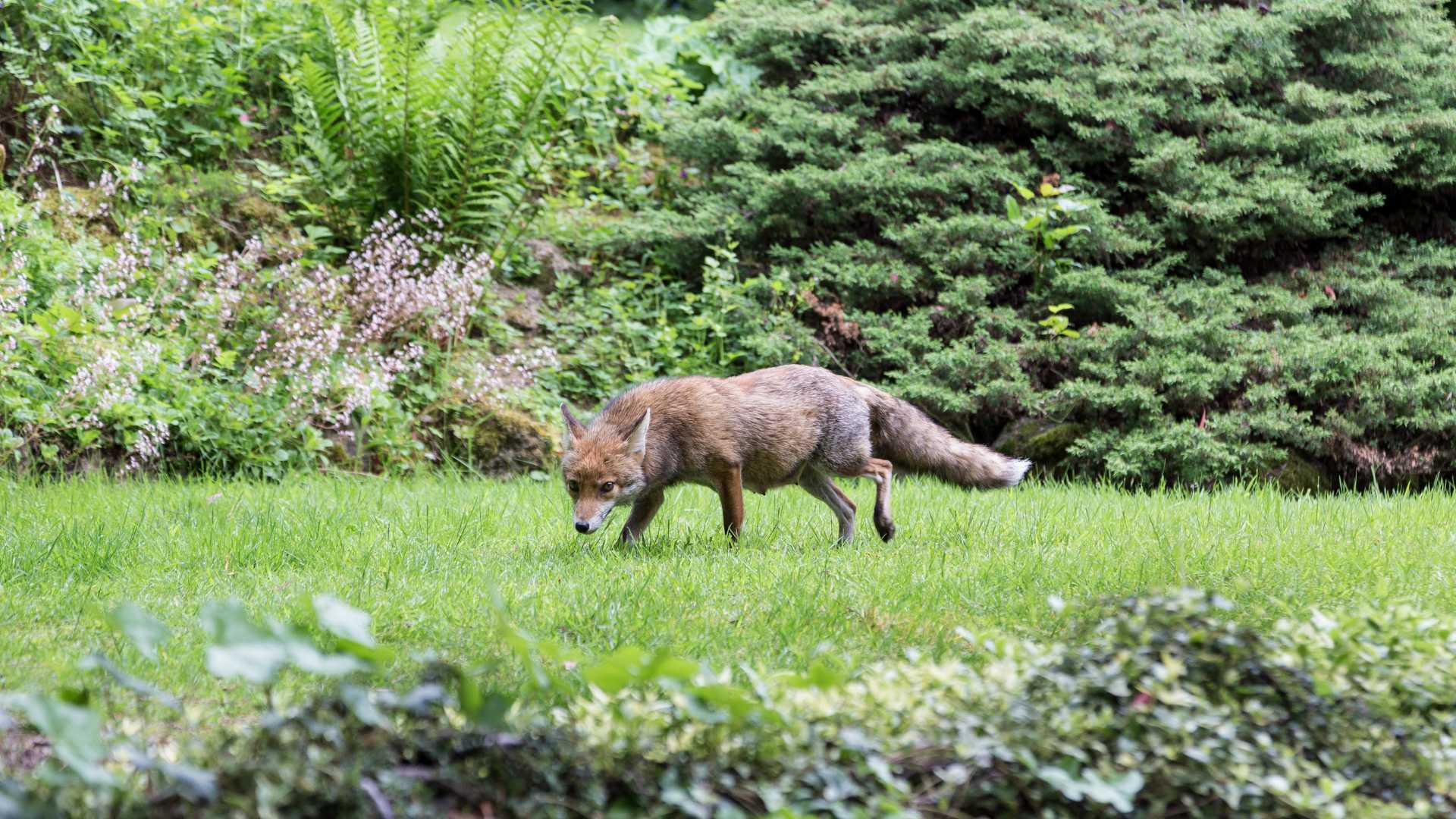 Why Are There So Many Foxes in London? - London Business Mag