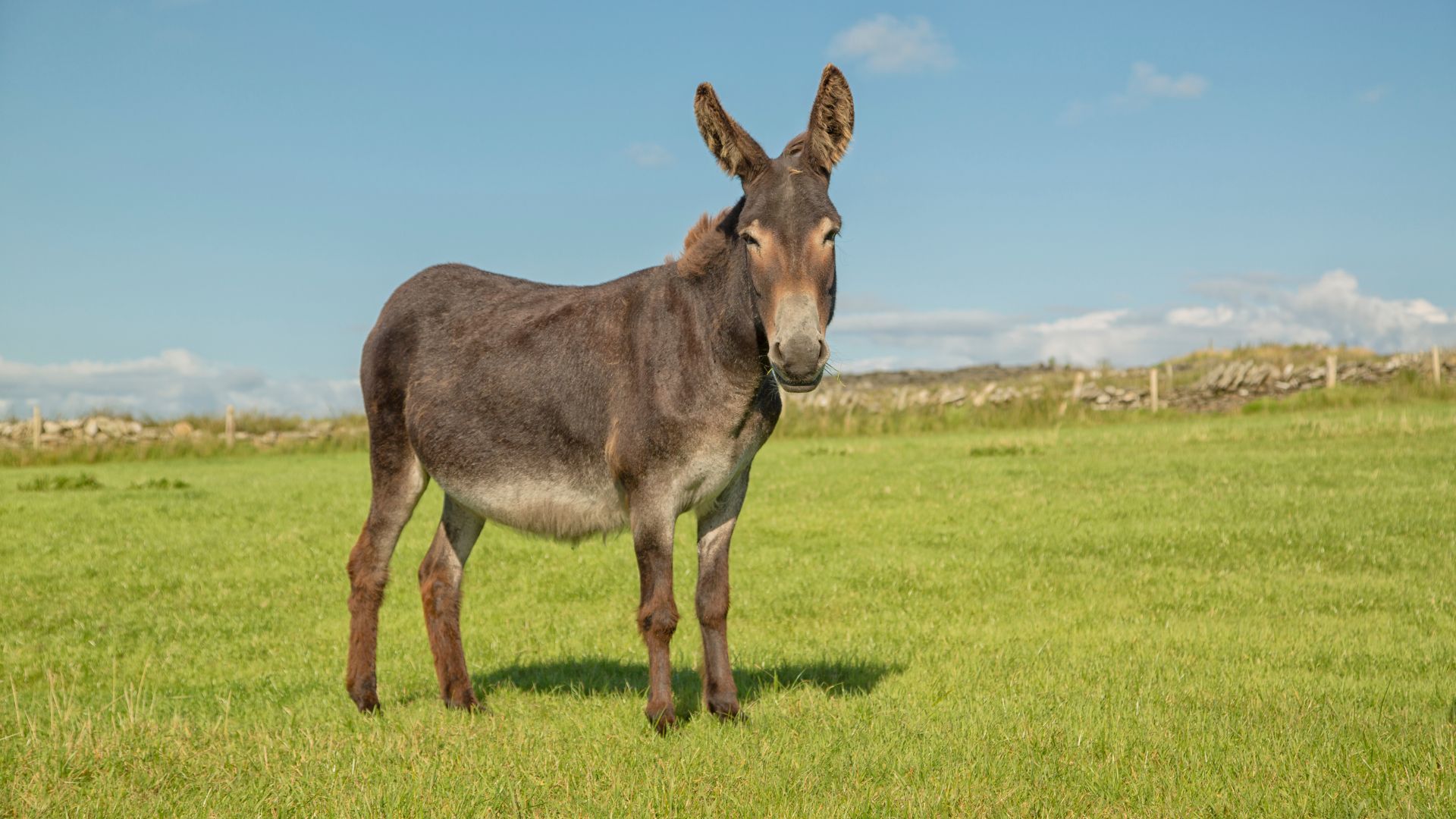 Day Trip to Isle of Wight from London - The Ultimate Guide - London ...