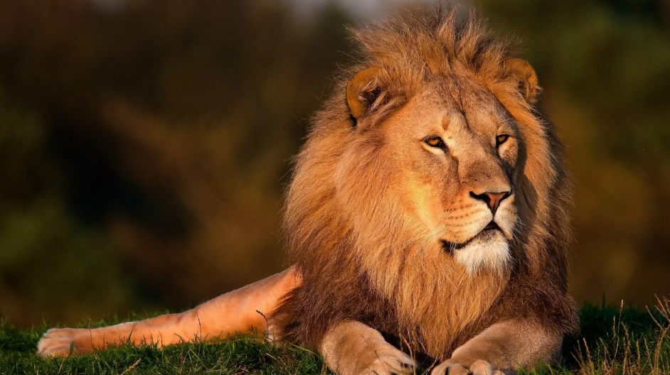 What Animals Are at London Zoo? - London Business Mag