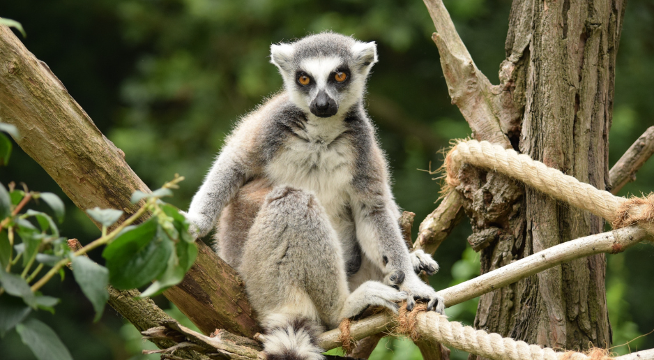 What Animals Are at London Zoo? - London Business Mag