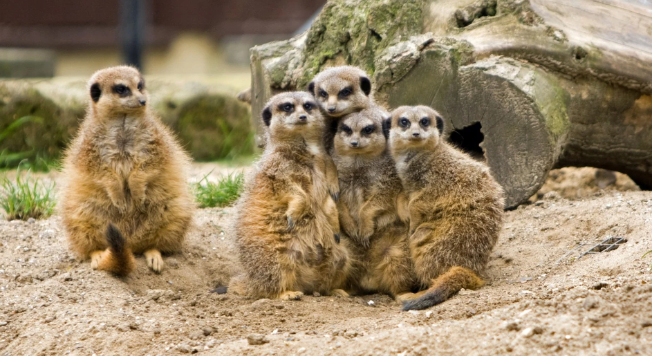 What Animals Are at London Zoo? - London Business Mag