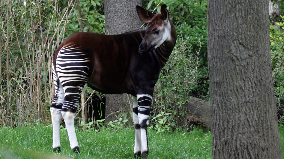 What Animals Are at London Zoo? - London Business Mag