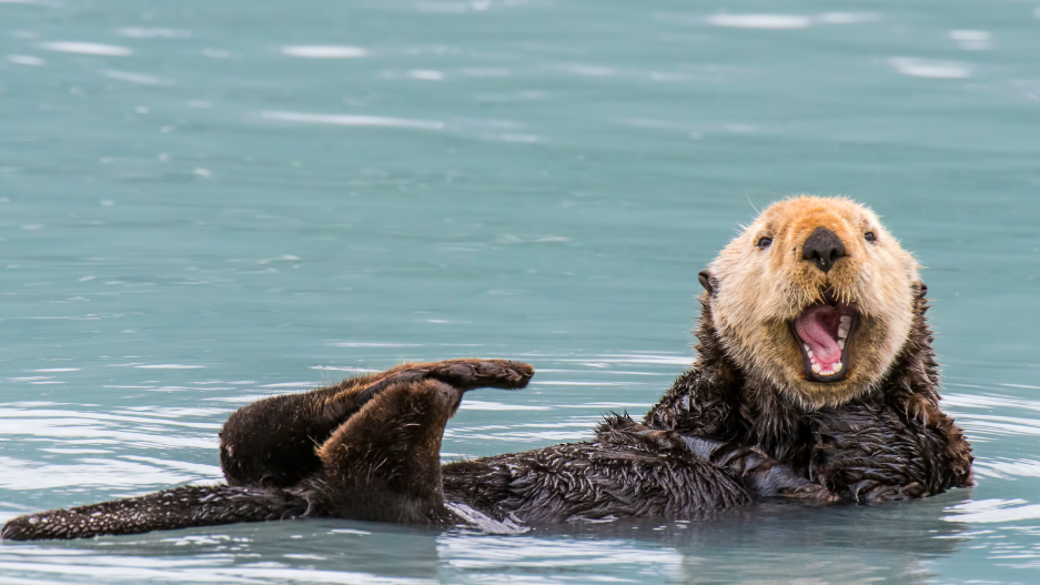 What Animals Are at London Zoo? - London Business Mag