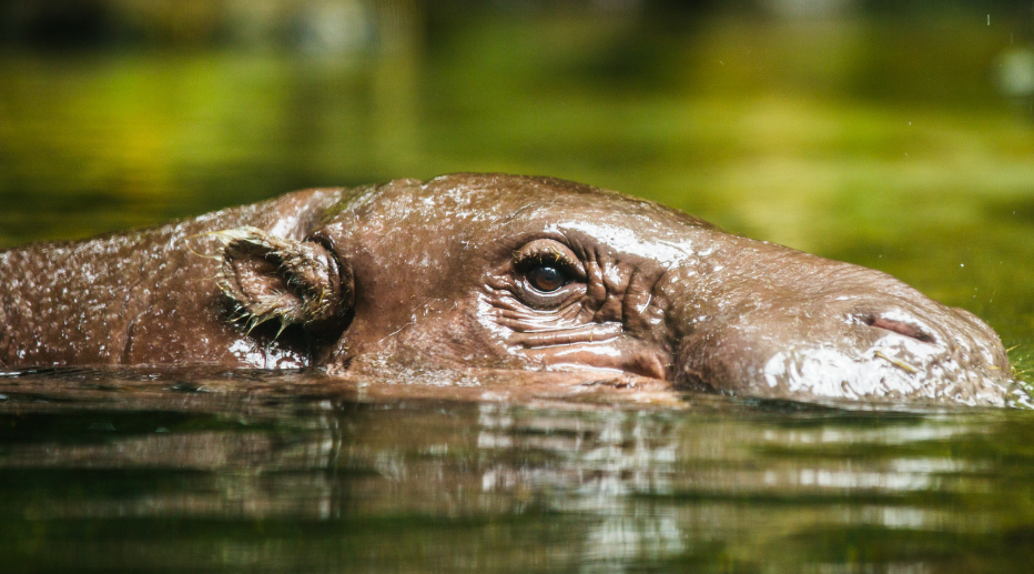 What Animals Are at London Zoo? - London Business Mag