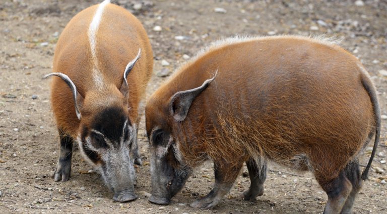 What Animals Are at London Zoo? - London Business Mag
