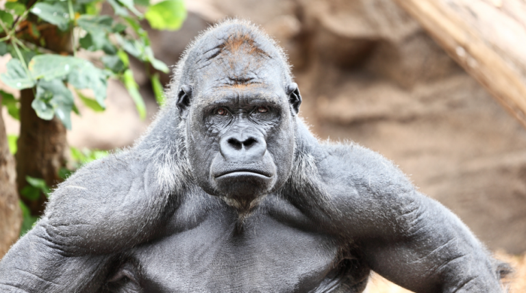 What Animals Are at London Zoo? - London Business Mag