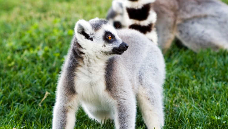 What Animals Are at London Zoo? - London Business Mag