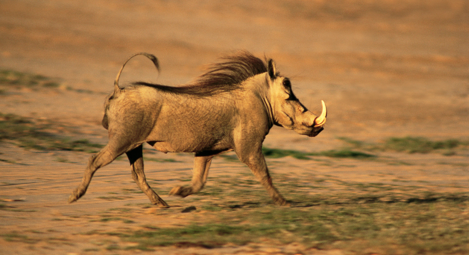What Animals Are at London Zoo? - London Business Mag