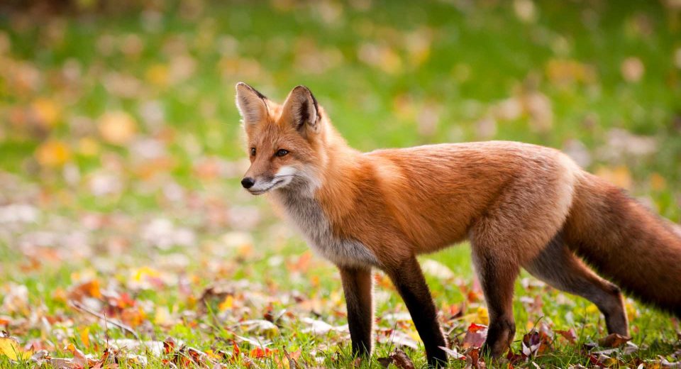 Why Are There So Many Foxes in London? - London Business Mag