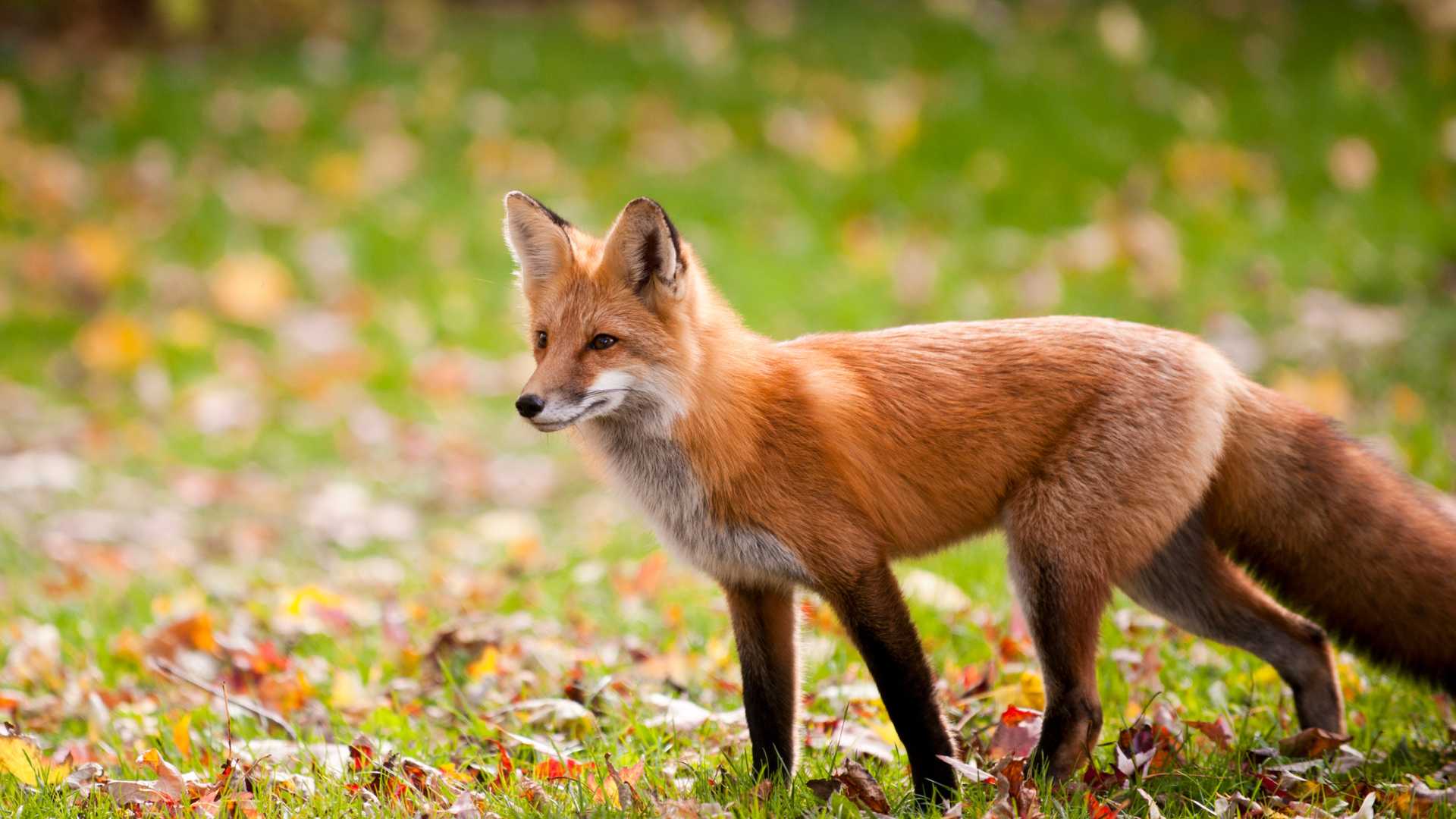 Why Are There So Many Foxes in London? - London Business Mag