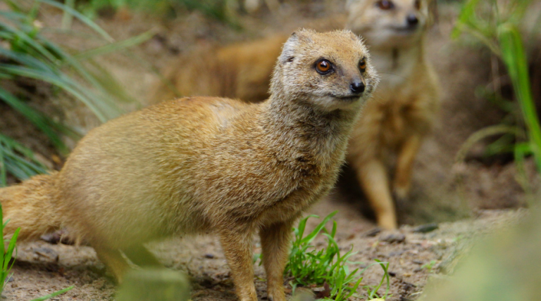 What Animals Are at London Zoo? - London Business Mag