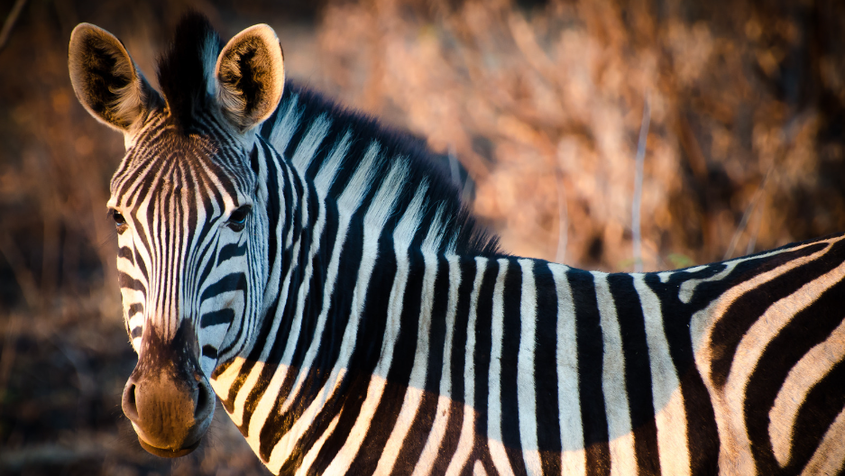 What Animals Are at London Zoo? - London Business Mag