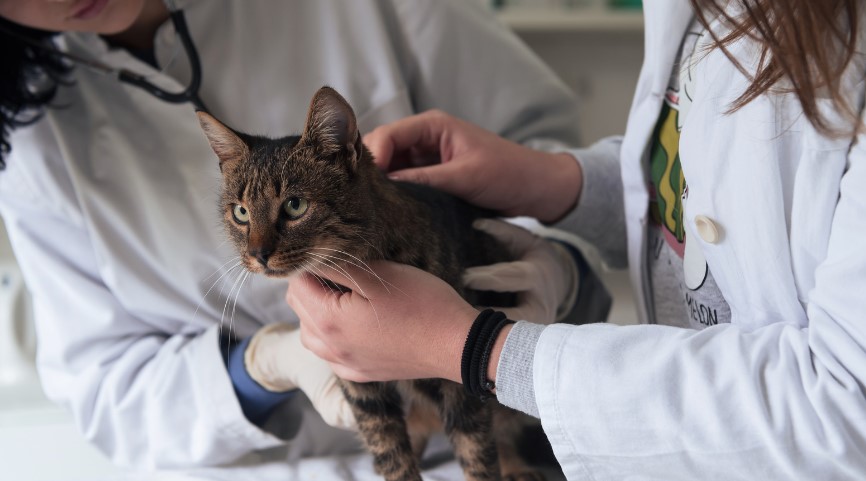 Animal Health Certificate - A Complete Guide - London Business Mag