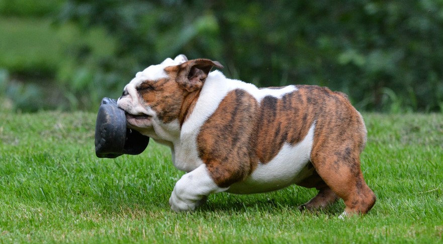 Why Do Travellers Steal Dogs? Understanding the Reasons - London ...