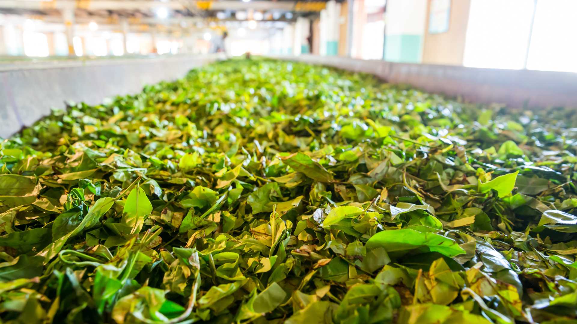 From Leaf to Cup: Understanding the Journey with Your Tea Supplier ...