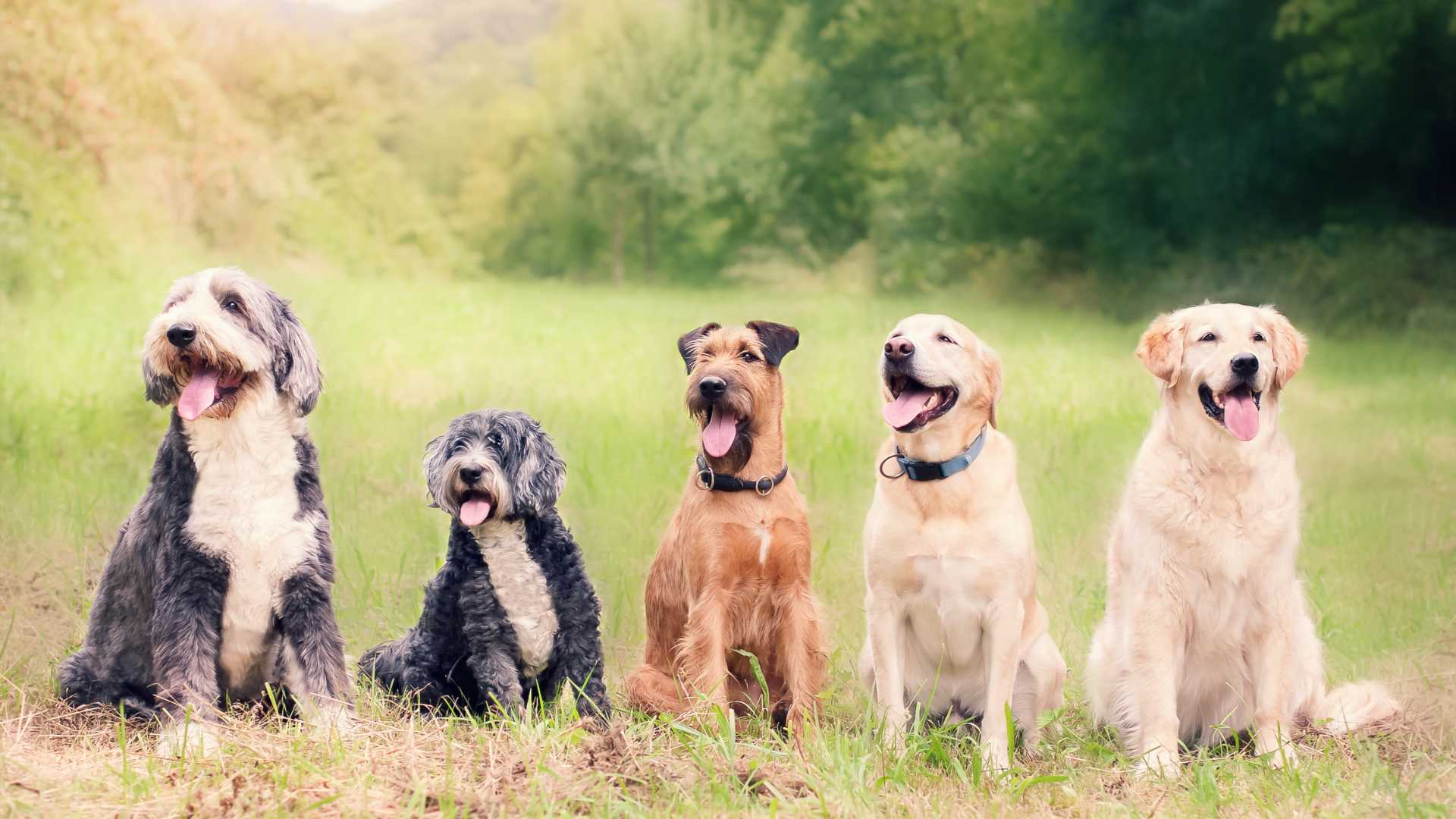 Crufts 2025 :The Ultimate Dog Show Guide - London Business Mag