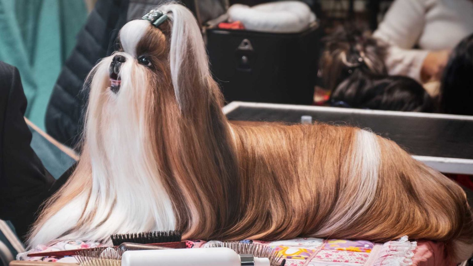 Crufts 2025 :The Ultimate Dog Show Guide - London Business Mag