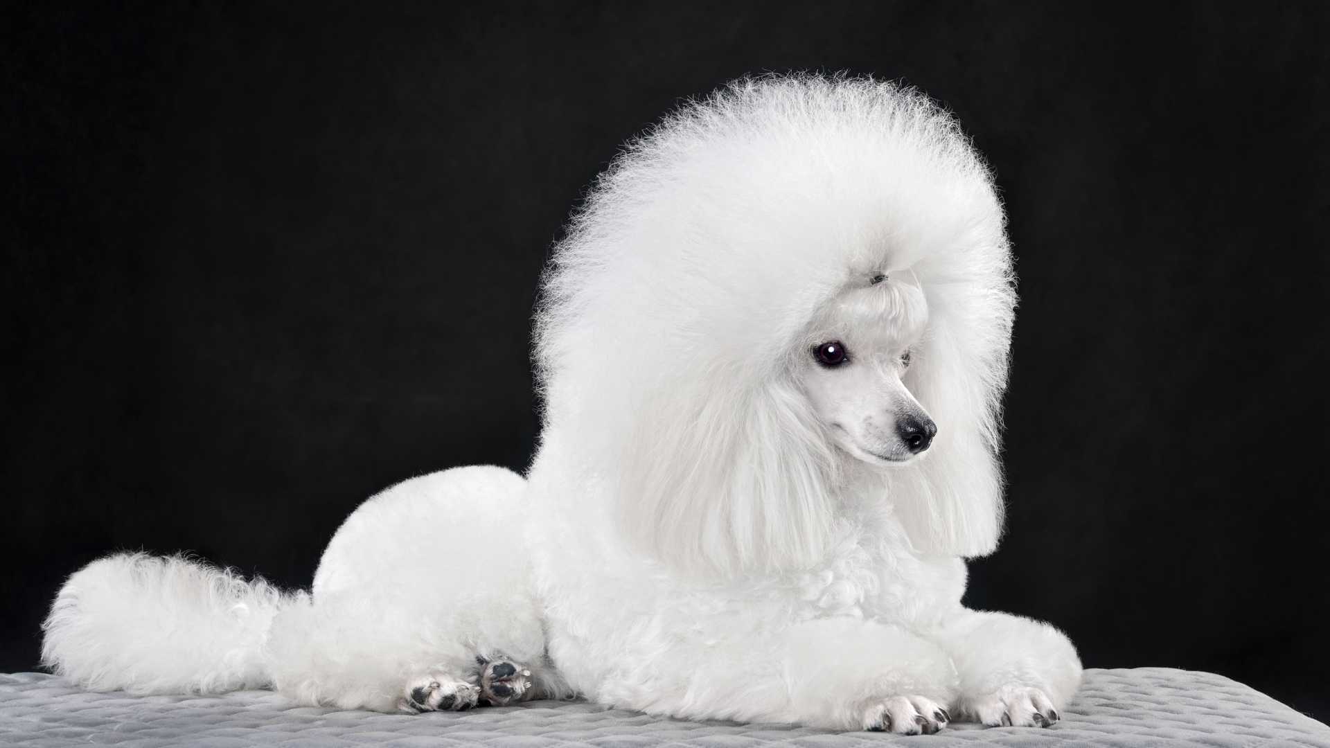 Crufts 2025 :The Ultimate Dog Show Guide - London Business Mag
