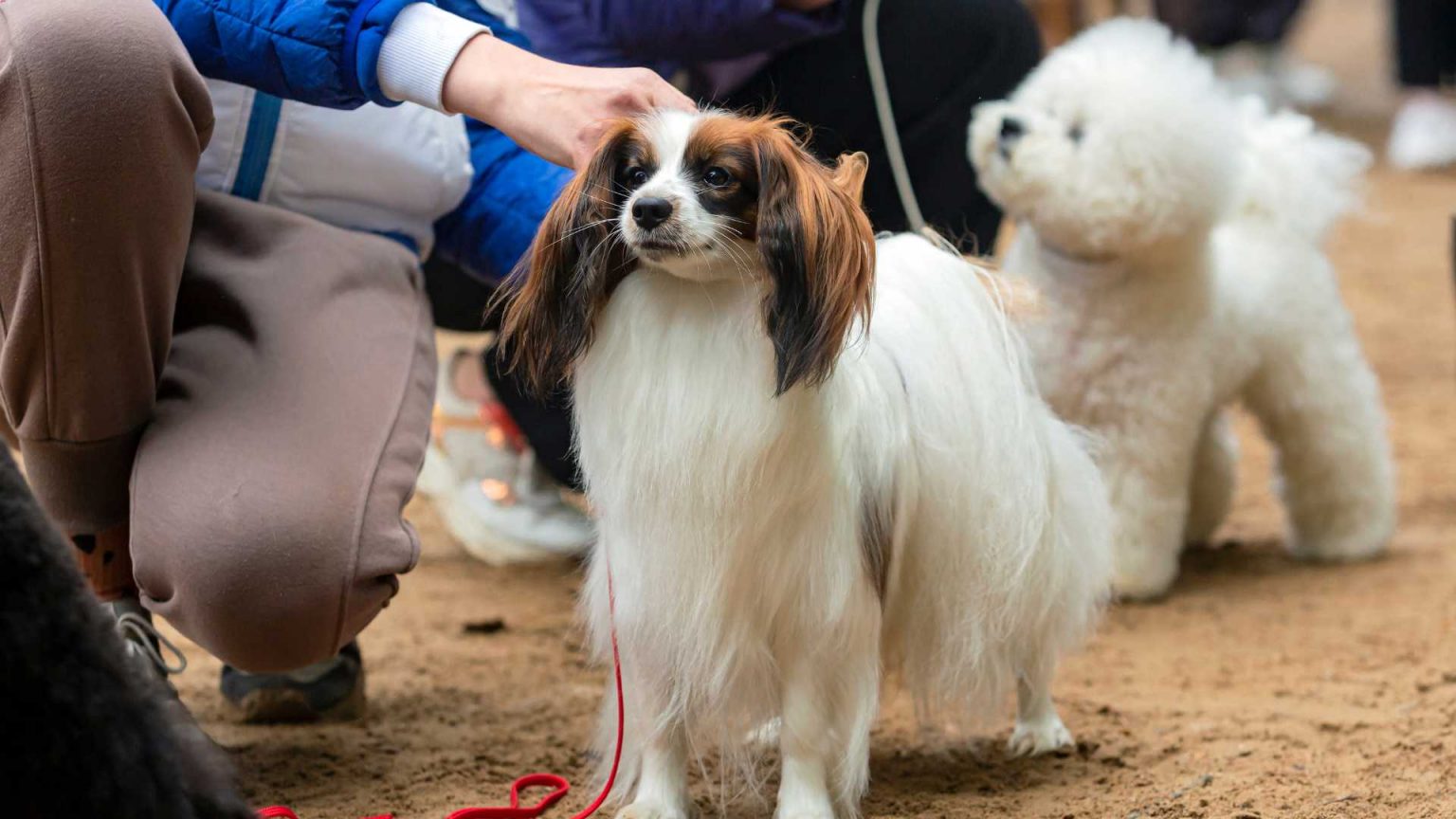 Crufts 2025 :The Ultimate Dog Show Guide - London Business Mag