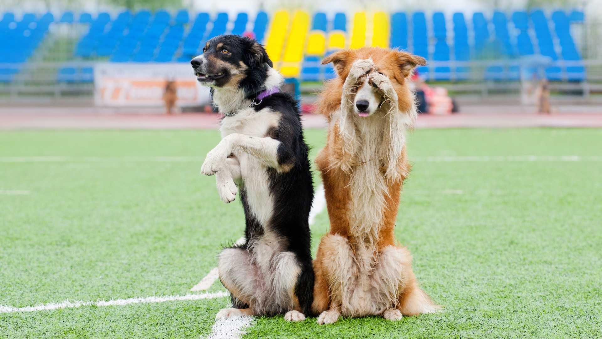 Crufts 2025 :The Ultimate Dog Show Guide - London Business Mag